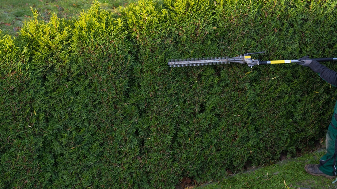 Transform Your Landscape with Mercer Tree Service in Roanoke & Trophy Club, TX - Mercer Tree Service